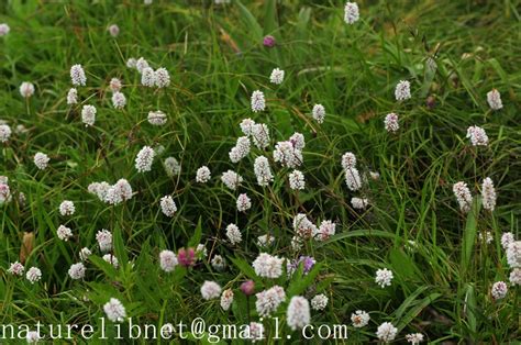 圆穗拳参 Bistorta Macrophylla Nature Library