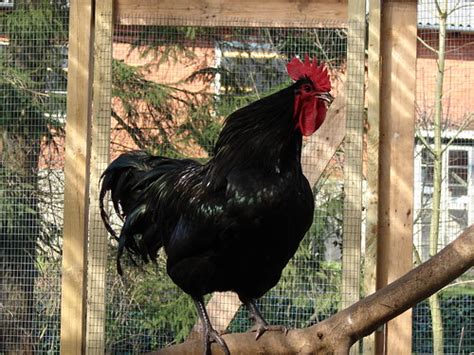 Chicken Pics Photos Of Popular Chicken Breeds And All Things Chicken