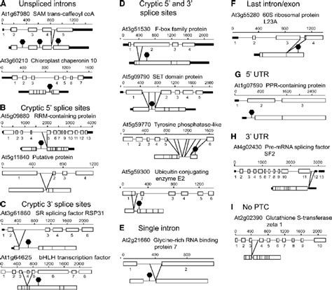 Schematic Diagrams Of Gene Structures Of Representative Aberrantly Download Scientific Diagram