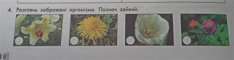 8 4 Розглянь зображені організми Познач зайвий Школьные Знания Com