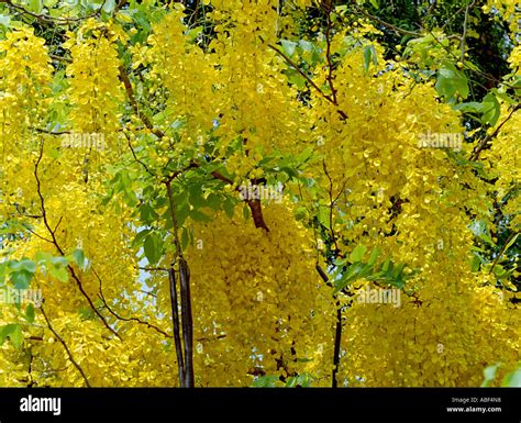 Golden Shower Tree Cassia Fistula The Official Tree Of Kerala In Full