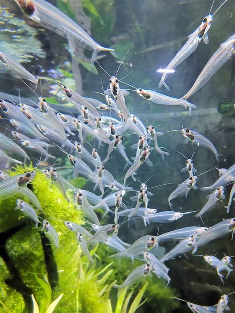 Glass Catfish Care Size Tank Mates And Diet Everything Fishkeeping