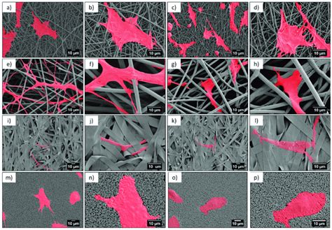 Sem Micrographs Of Cells Colored In Red After 1 Day In Cell Culture