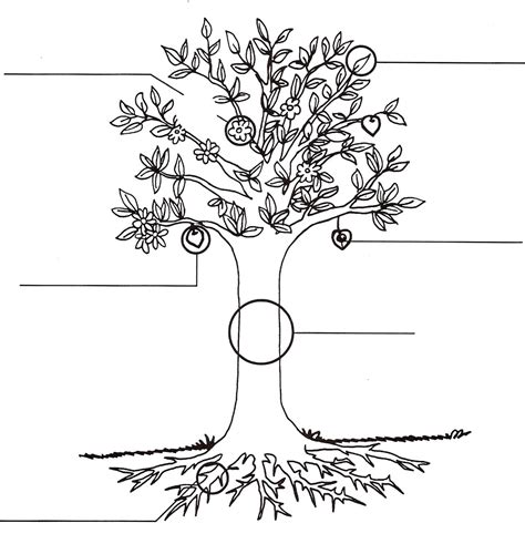 Planta Para Colorear Con Sus Partes Imagui