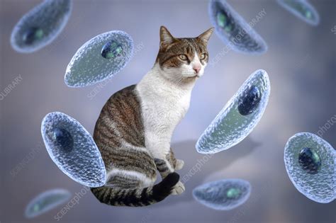 Toxoplasma Gondii Parasites And Cat Composite Image Stock Image