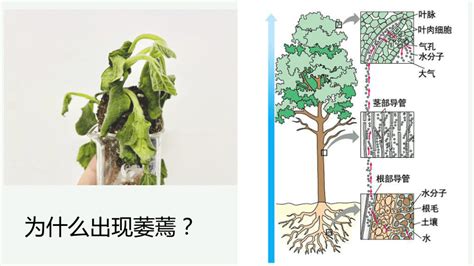 植物的新陈代谢专题复习（课件 16张ppt） 21世纪教育网