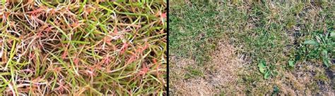 Signs Of Lawn Disease How To Identify And Treat Lawn Diseases