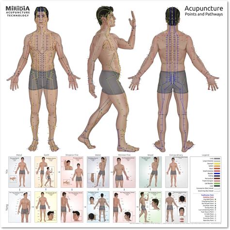 Acupuncture Wall Charts 287x600