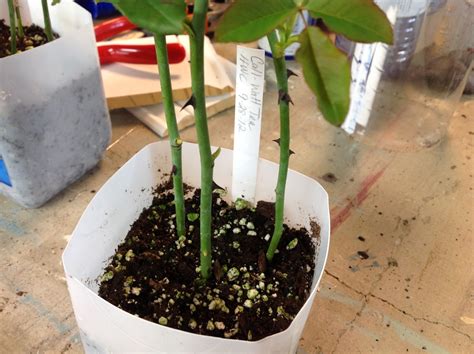 Hartwood Roses How To Root Roses From Cuttings