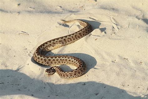260개 이상의 Many Horned Adder 스톡 사진 그림 및 Royalty Free 이미지 Istock