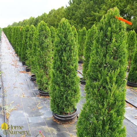 Juniperus Chinensis Hetzii Columnar Juniper Juniper 47 Off