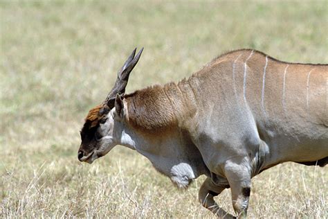 Tanzania 2006 - Eland