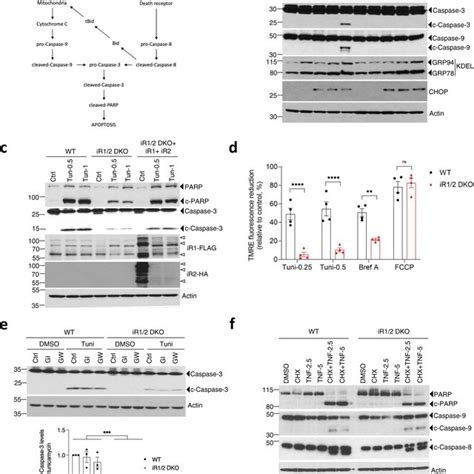 Irhoms Use The Intrinsic Apoptotic Pathway Under Er Stress A Schematic