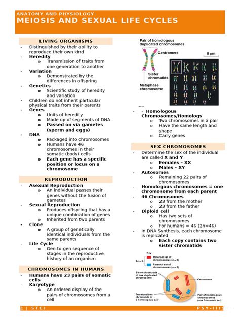 Meiosis And Sexual Life Cycles Pdf Meiosis Ploidy