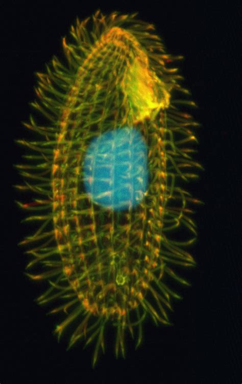 Science Visualized Sex And The Single Celled Organism Tetrahymena