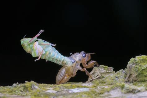 Depolymerization Definition And Examples Biology Online Dictionary