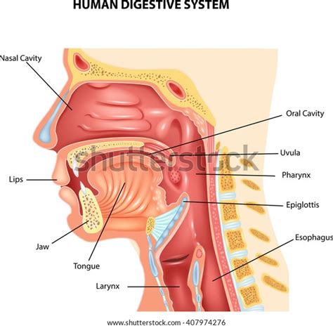 Illustration Human Digestive System Stock Vector Royalty Free Shutterstock