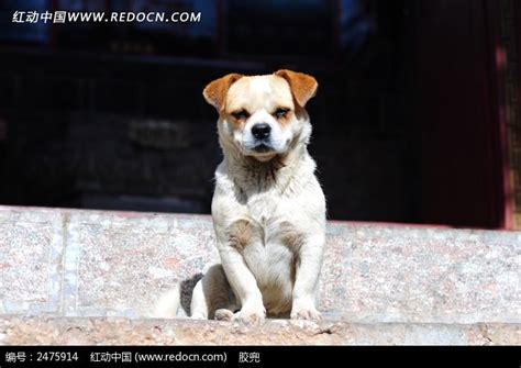 石板上坐着的狗狗高清图片下载 红动中国