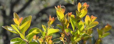 Árboles Nativos De Chile Para Jardines Y Patios Top 10