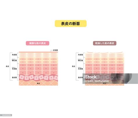 피부 표피 피부 구조 피부 다이어그램 아름다움 피부에 대한 스톡 벡터 아트 및 기타 이미지 피부 단면도 인간 피부