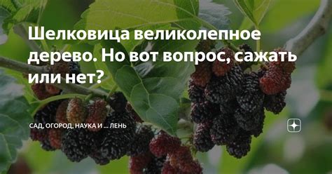 Шелковица великолепное дерево Но вот вопрос сажать или нет Сад огород наука и лень Дзен