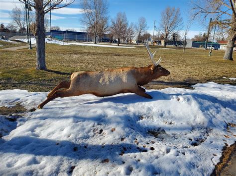 Taxidermied Elk Makes Its Way To Riverton City Park County 10