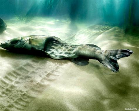 Хүсэл мөрөөдөл Зургийн цомог №1 Хөгжилтэй агшин