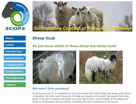Parasitology Sheep Scab Sheep Lice Flashcards Quizlet