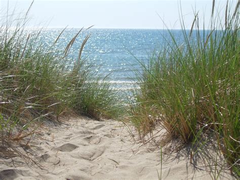 Beach Grass Texture