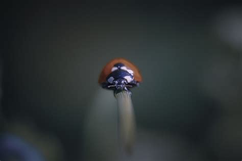 Bug Ladybug Insect Free Photo On Pixabay Pixabay