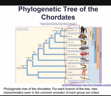 Solved Phylogenetic Tree Of The Chordates Copyright Chegg