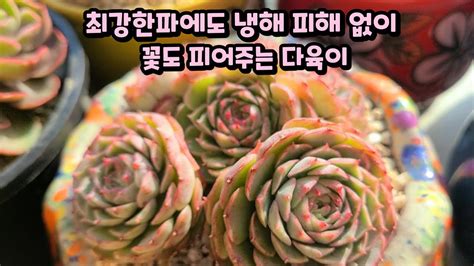 최강한파에도 베란다 다육이 꽃도 피워주고 예쁜 색감을 유지 ♡ 박화장 수연 로사로아 더스티로즈 샤를로즈 Youtube