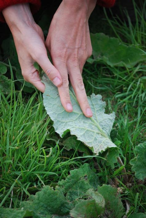 Foraging Burdock Roots Wild Walks Southwest