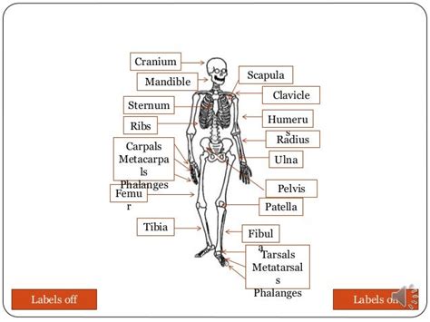 Gcse Pe Revision The Structure Of The Skeletal System