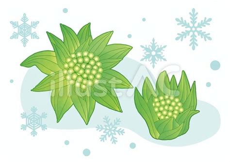 ふきのとうイラスト No 1903539／無料イラストフリー素材なら「イラストac」