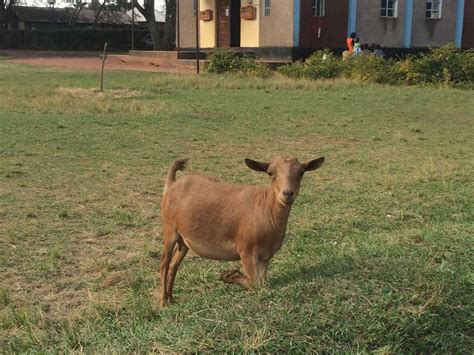 Kagera Our Link Diocese In Tanzania The Barrow Benefice
