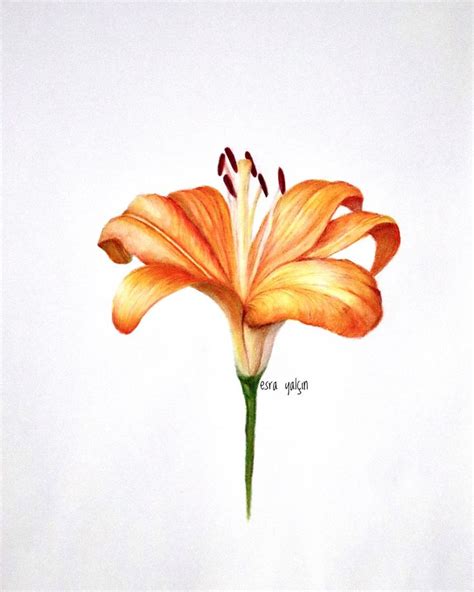 How To Draw A Realistic Lily Flower Step By Step Colored Pencil Tutorial YouTube