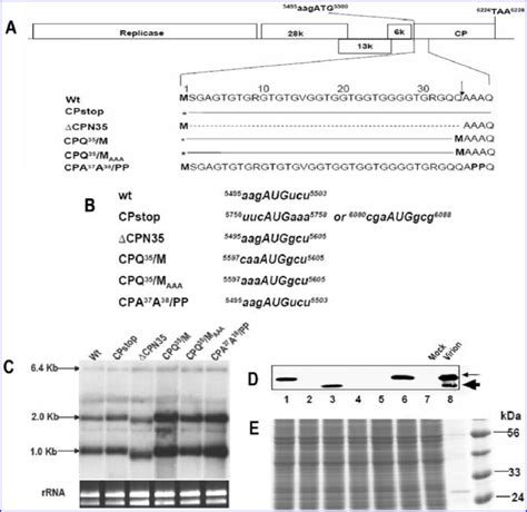 Mutational Analysis Of The Function Of The N Terminal 35 Amino Acids Of
