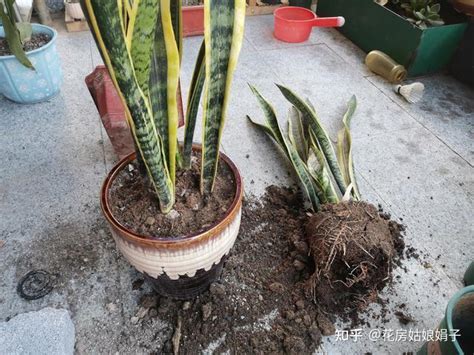 如何正确给花草换土？ 知乎