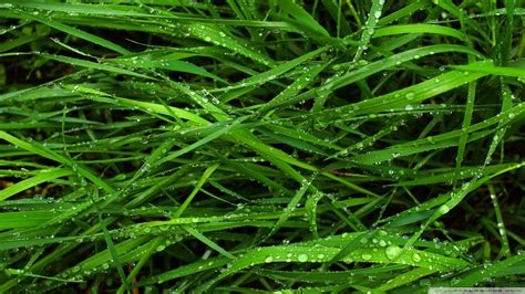 Wet Grass Wallpapers Wallpaper Cave