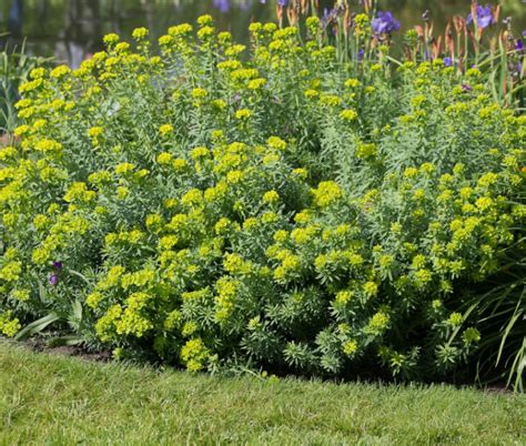 Močvirski Mleček Zgd