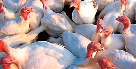 Пазете пуйките от стрес Български Фермер