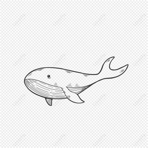 鯨魚線稿簡筆畫png圖案素材免費下載，可愛卡通圖片，尺寸2000 × 2000px Lovepik