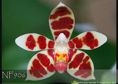 Phal Maculata X
