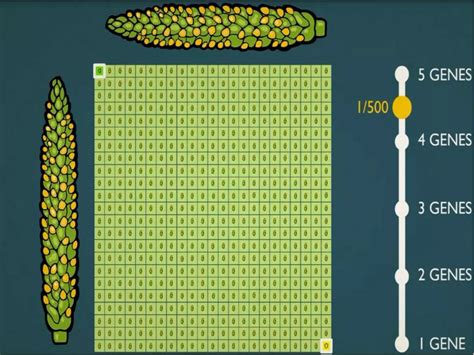 Maize Evolution Pptx Biological Sciences Science