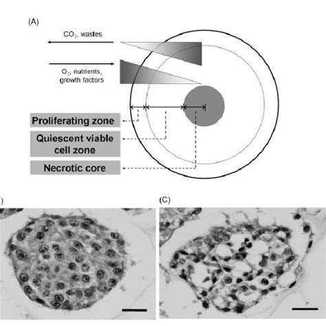 Pdf Recent Advances In Three Dimensional Multicellular Spheroid