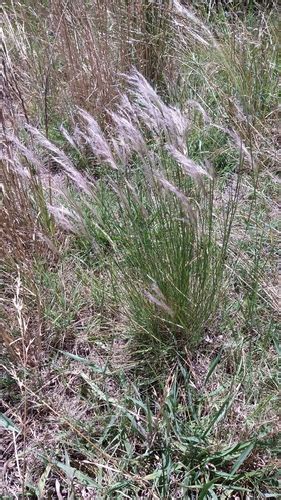 Stipa Papposa · Naturalista Mexico