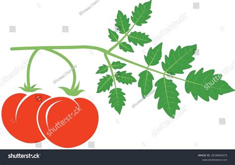 Ripe Tomato Vine Stock Vector Food Stock Vector Royalty Free