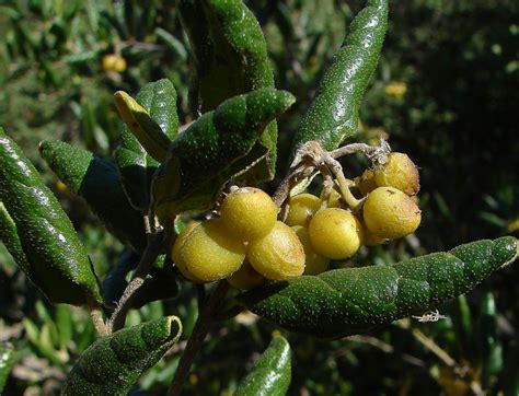 Cultivar Boldo Para Mejorar Tu Salud Y Tu Jardín 【al Detalle】