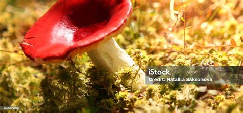 Jamur Russula Dengan Topi Merah Di Hutan Belarusia Dengan Sinar